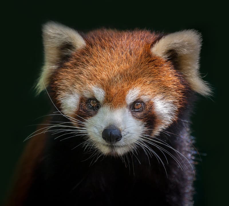 Panda Head Face Front View Stock Photos - Free & Royalty-Free Stock ...