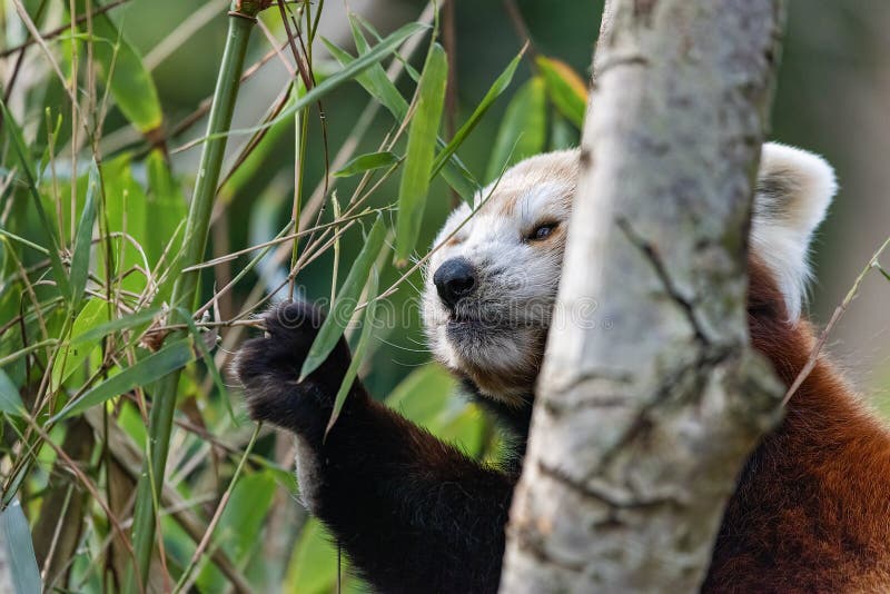 Red Panda Feeding stock image. Image of panda, relax - 62541711