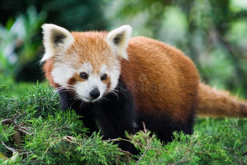 Red Panda or Fire fox stock image. Image of bamboo, horizontal - 13243373