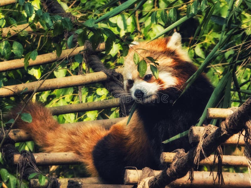The Red Panda stock image. Image of animal, china, leaf - 142963351