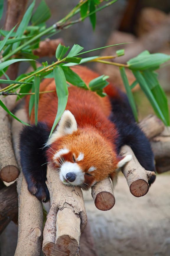 Red panda (firefox) stock photo. Image of endangered - 17729240