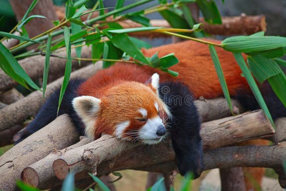Red panda (firefox) stock photo. Image of lesser, nepal - 18309458