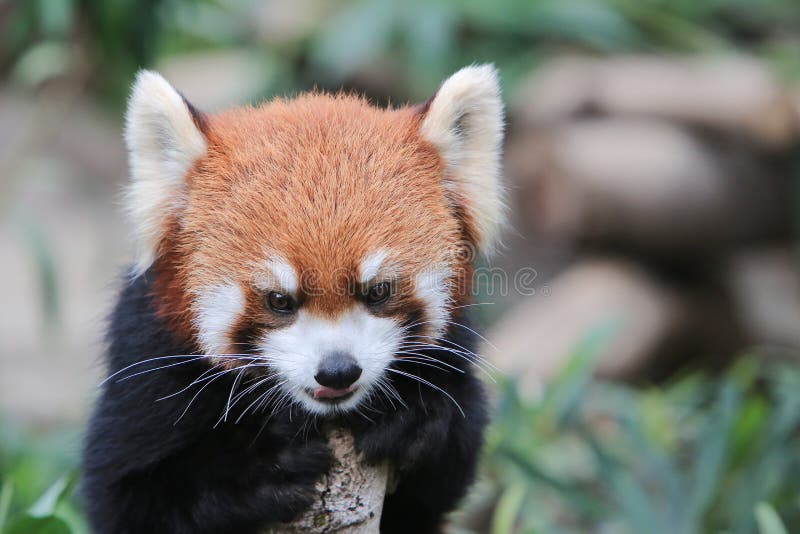 The Red Panda, Firefox or Lesser Panda 18 Nov 2012 Stock Photo - Image ...