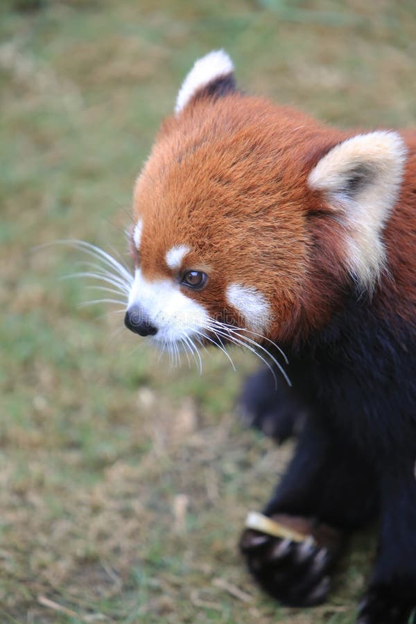 The Red Panda, Firefox or Lesser Panda 18 Nov 2012 Stock Image - Image ...
