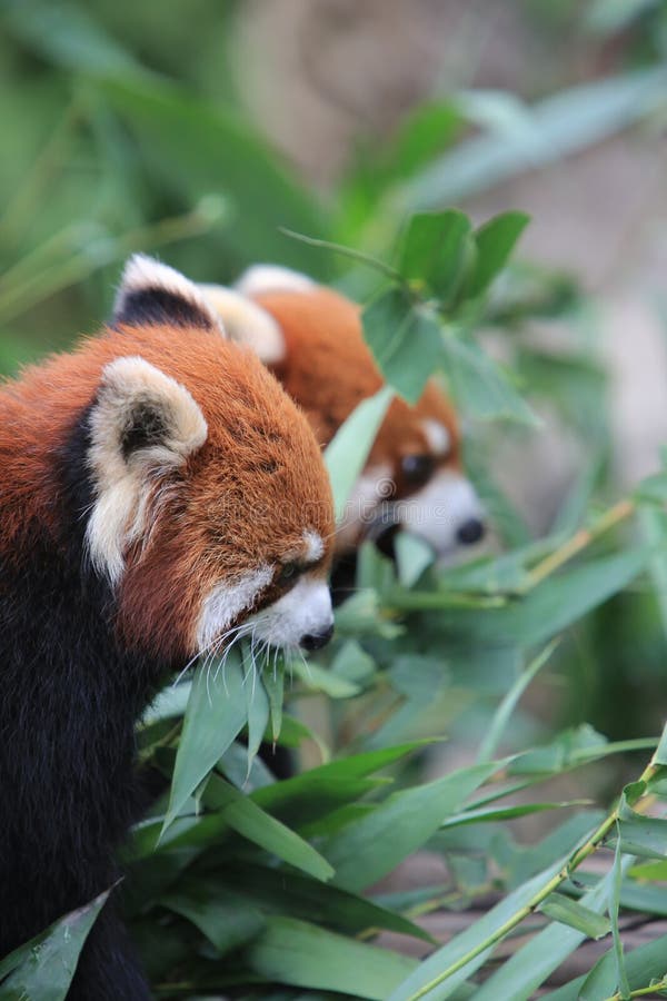 The Red Panda, Firefox or Lesser Panda 18 Nov 2012 Stock Image - Image ...