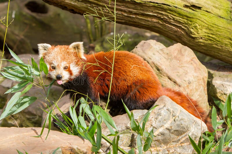 The Red Panda, Firefox or Lesser Panda Stock Photo - Image of fulgens ...