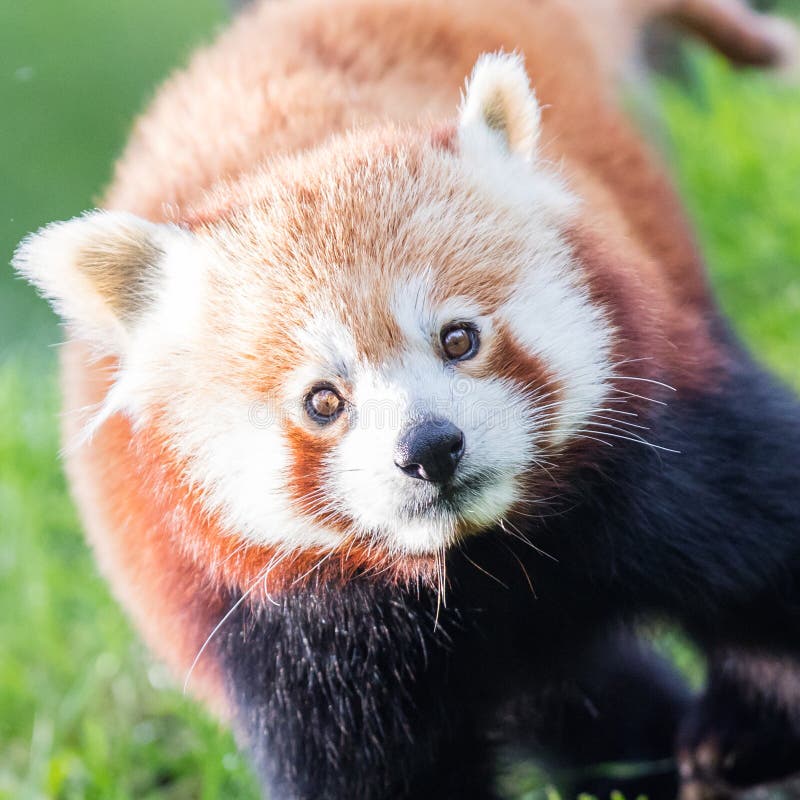 Red Panda, Firefox or Lesser Panda Stock Image - Image of feeding ...