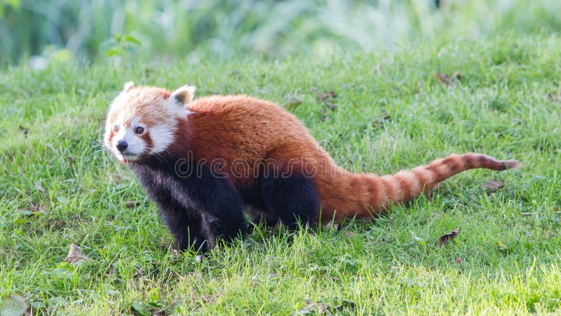 The Red Panda, Firefox or Lesser Panda Stock Photo - Image of large ...