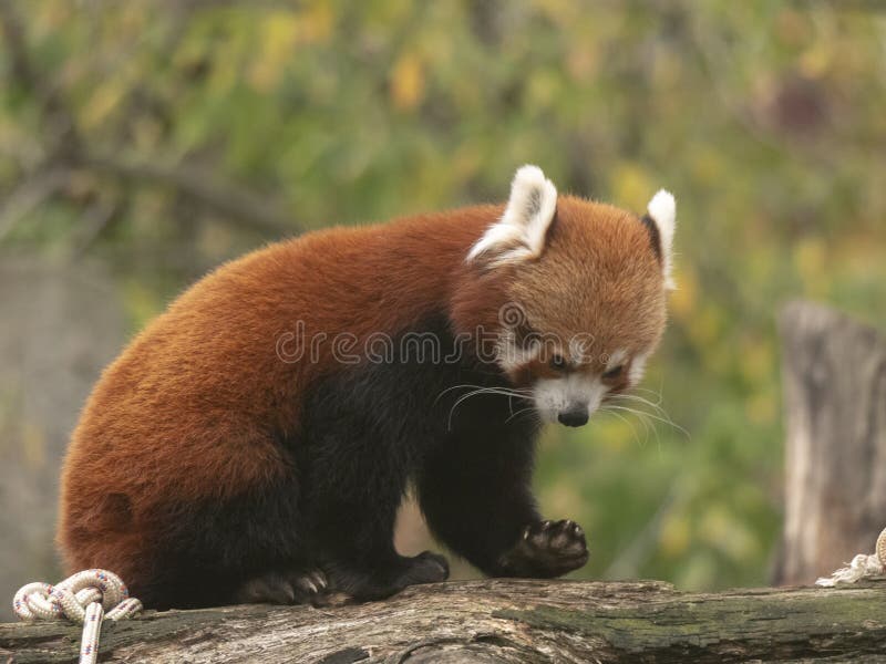 Red Panda, Firefox or Lesser Panda Ailurus Fulgens on the Tree Stock ...