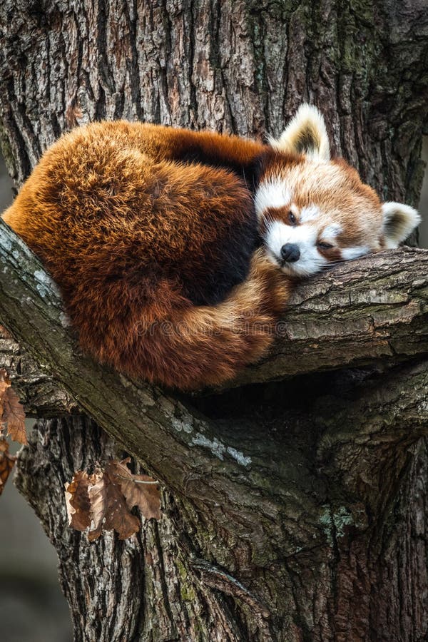 Red Panda, Firefox or Lesser Panda Stock Photo - Image of lovely ...