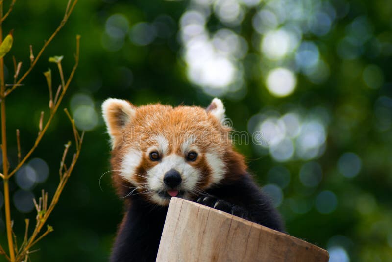 Red Panda on the Bamboo Tree Stock Image - Image of panda, fuzzy: 107178041