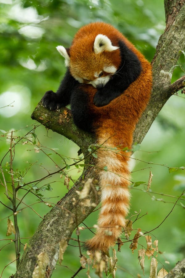 Red panda in the forest stock photo. Image of drawing - 166343584