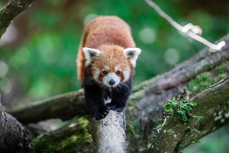 Red panda in the forest stock photo. Image of bamboo - 190443052