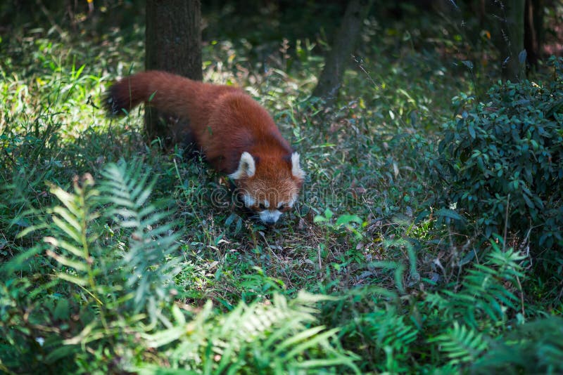 Red panda in the forest stock image. Image of adorable - 96545965