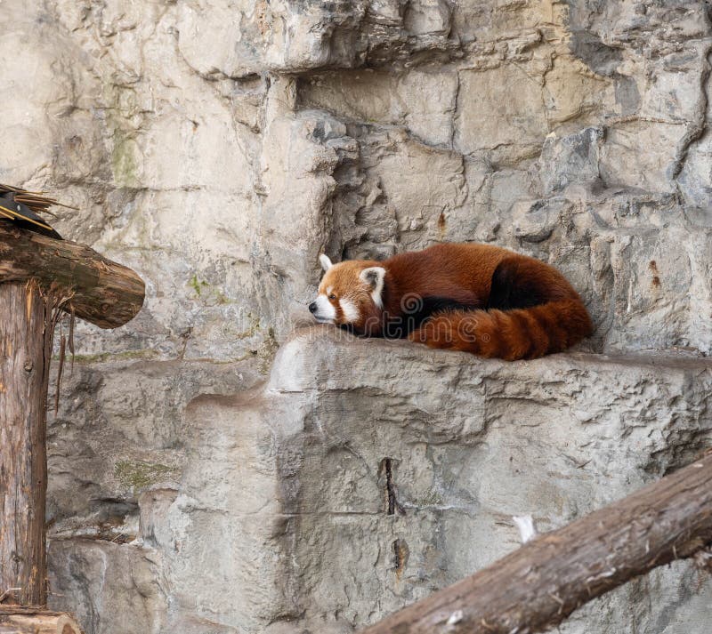 Red Panda Fox Resting on a Cliff Edge in St Louis, Mo Stock Image ...