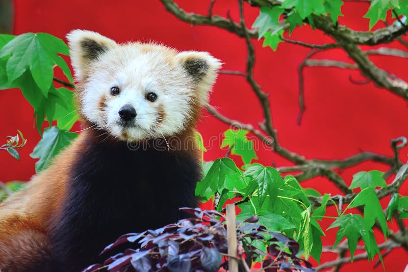 Red panda front view stock photo. Image of animal, alone - 56527536