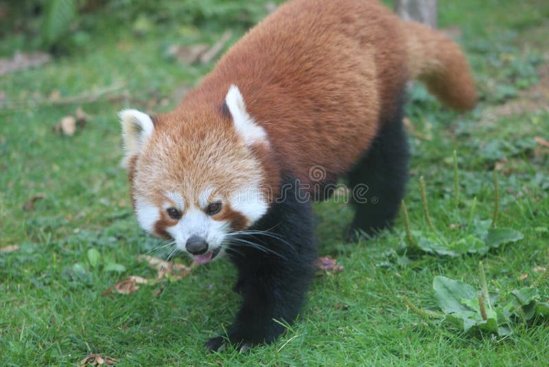 Red panda on the ground stock image. Image of primate - 192995555