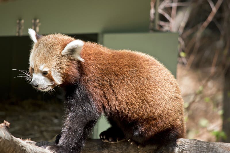 The Red Panda Has Sharp Claws Stock Image - Image of animal, panda ...