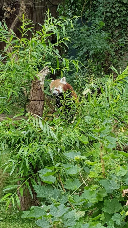 Red panda stock photo. Image of hiding, panda, forrest - 98593846