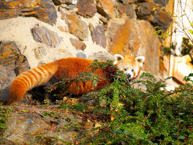 Red panda stock image. Image of cute, outdoors, animal - 38992213