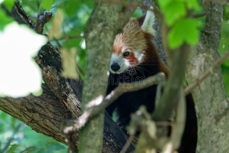Red panda hiding on a tree stock image. Image of nepalese - 30448605