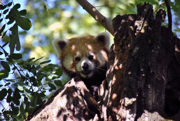 Red Panda hiding in a tree stock photo. Image of curiously - 114851640