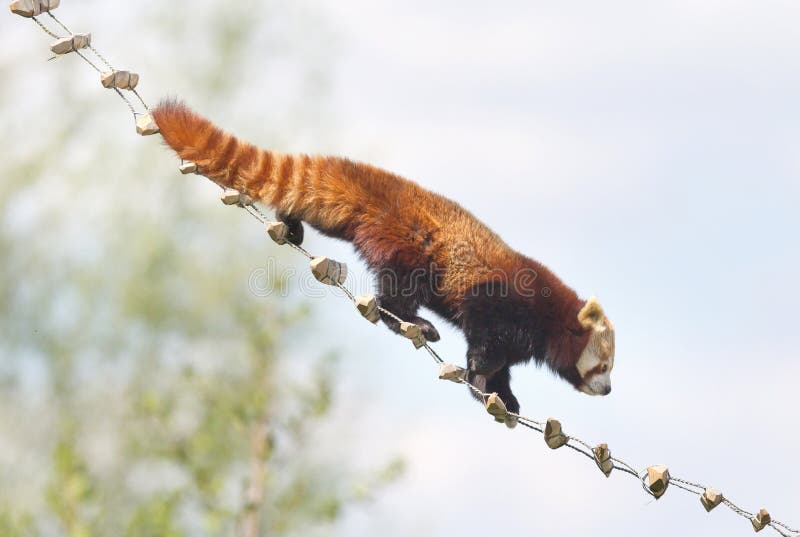 Red Panda High Up in the Trees Stock Photo - Image of panda, branch ...