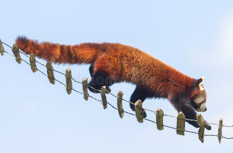 Red Panda High Up in the Trees Stock Photo - Image of tree, branch ...
