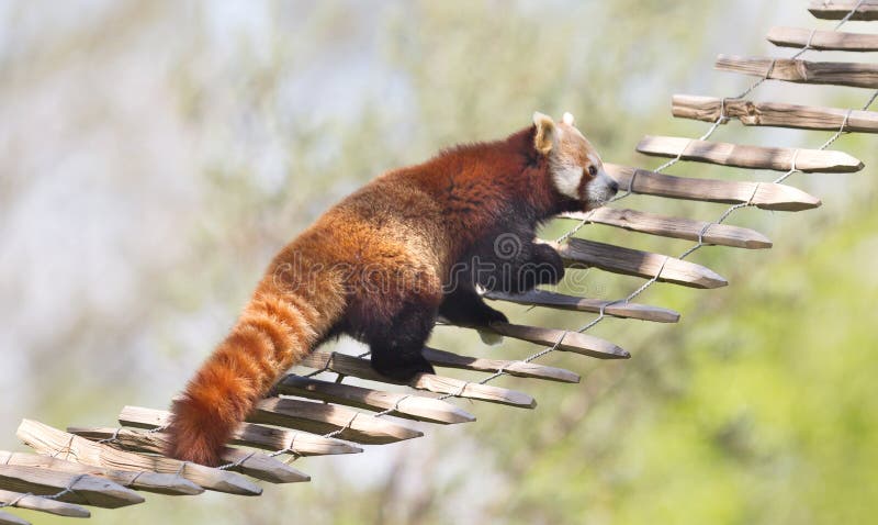 Red Panda High Up in the Trees Stock Photo - Image of animal, large ...