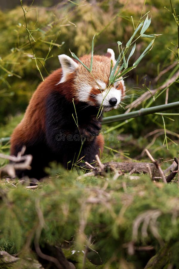 Red panda stock image. Image of animal, bamboo, face - 30744221