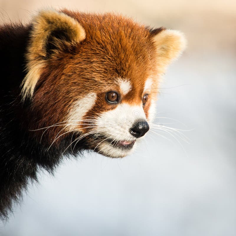 Red Panda XVI stock image. Image of bear, portrait, lesser - 58530059