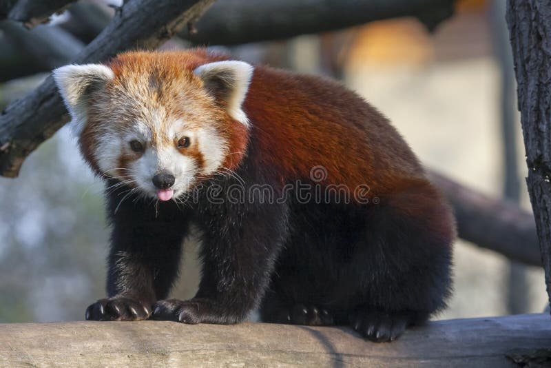 Red panda stock photo. Image of snout, bear, carnivores - 39368990