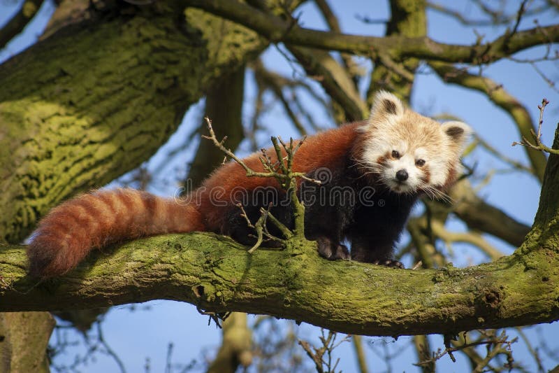 Red Panda or Lesser Panda (ailurus Fulgens) in a Tree Stock Image ...