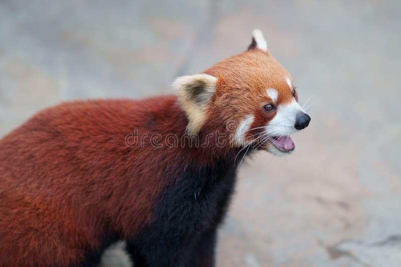 Red Panda stock photo. Image of bear, panda, mammal - 283919348