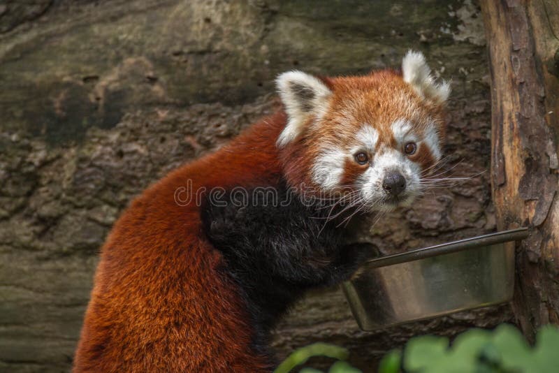 Red panda stock photo. Image of lesser, animal, cute - 43955780