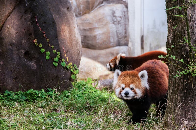 The Red Panda or Lesser Panda Stock Image - Image of asia, alone: 67409159
