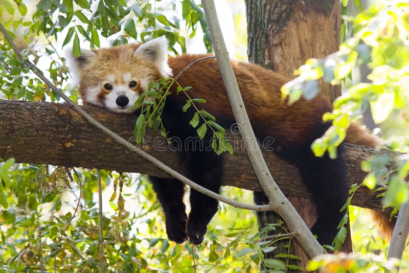 Red Panda Resting on a Tree Stock Image - Image of asian, catbear: 29921917