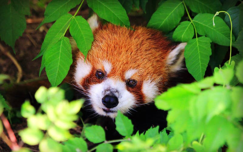Red panda or lesser panda stock image. Image of head - 90190715
