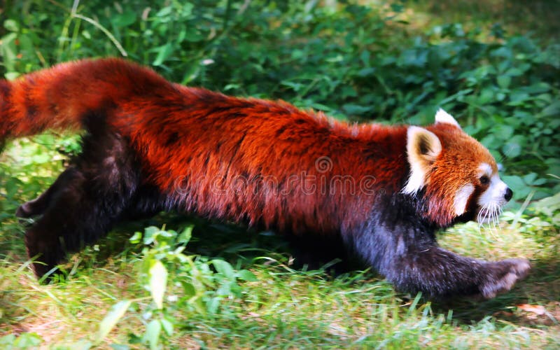 Red panda or lesser panda stock image. Image of bamboo - 90190719