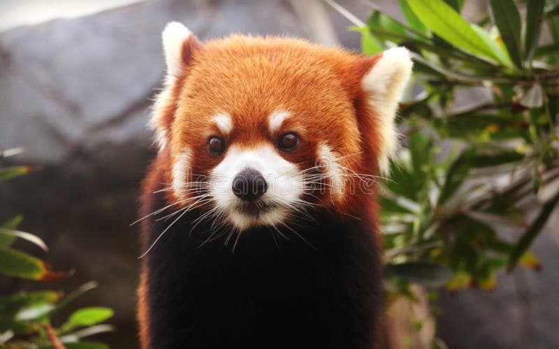 Red panda or lesser panda stock photo. Image of environment - 90190736