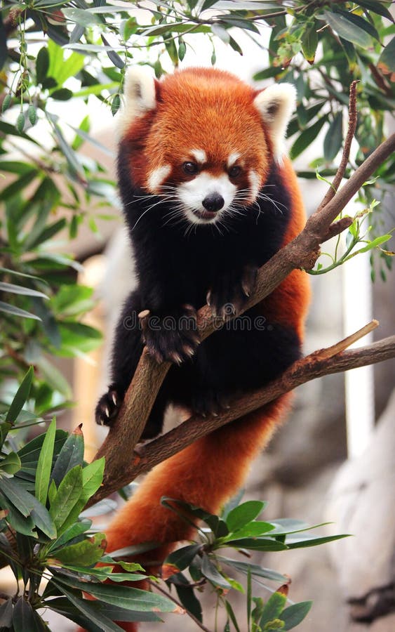 Red panda or lesser panda stock photo. Image of beast - 90190776