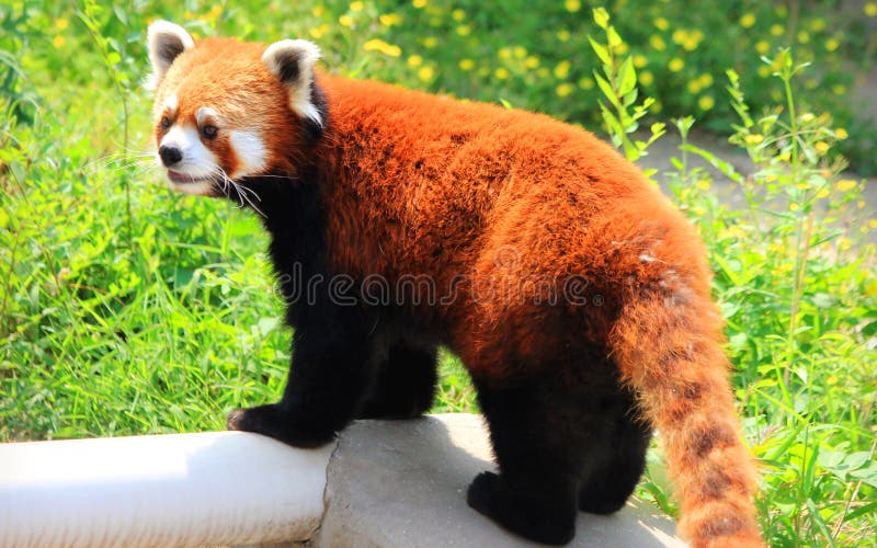 Red panda or lesser panda stock photo. Image of flexible - 90204426