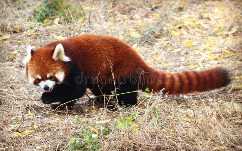 Red panda or lesser panda stock photo. Image of nature - 90205718