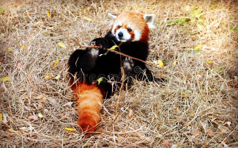 Red panda or lesser panda stock photo. Image of chinese - 90206168