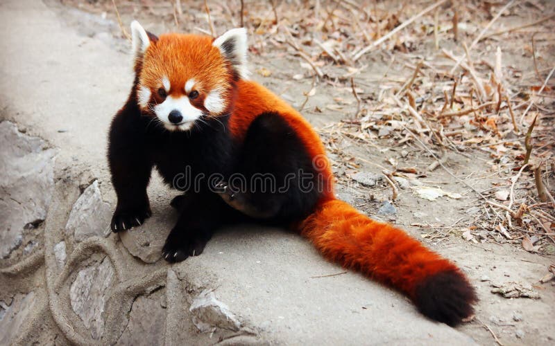 Red panda or lesser panda stock photo. Image of mammal - 90207638