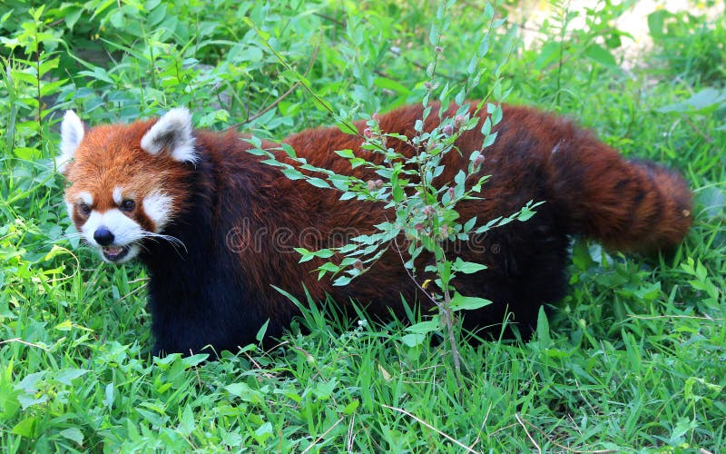 Red panda or lesser panda stock image. Image of eyes - 90210625
