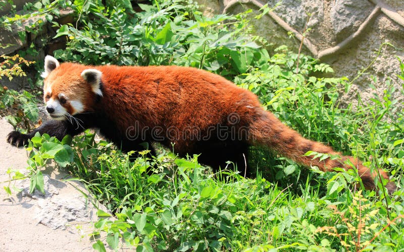 Red panda or lesser panda stock photo. Image of lovely - 90212740