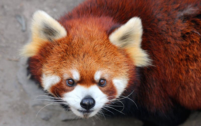Red panda or lesser panda stock image. Image of beard - 90216635