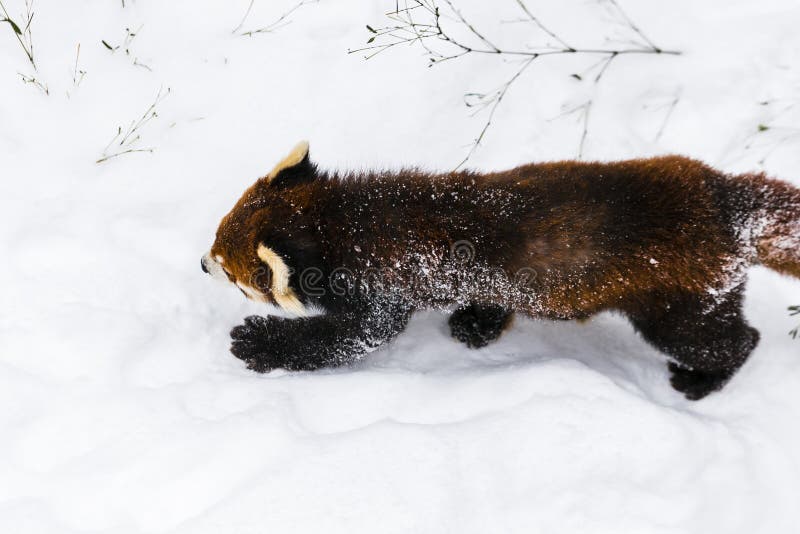 The Red Panda or Lesser Panda. Stock Photo - Image of green, wild ...