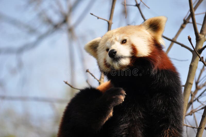 Red panda or lesser panda stock photo. Image of moon - 54929014